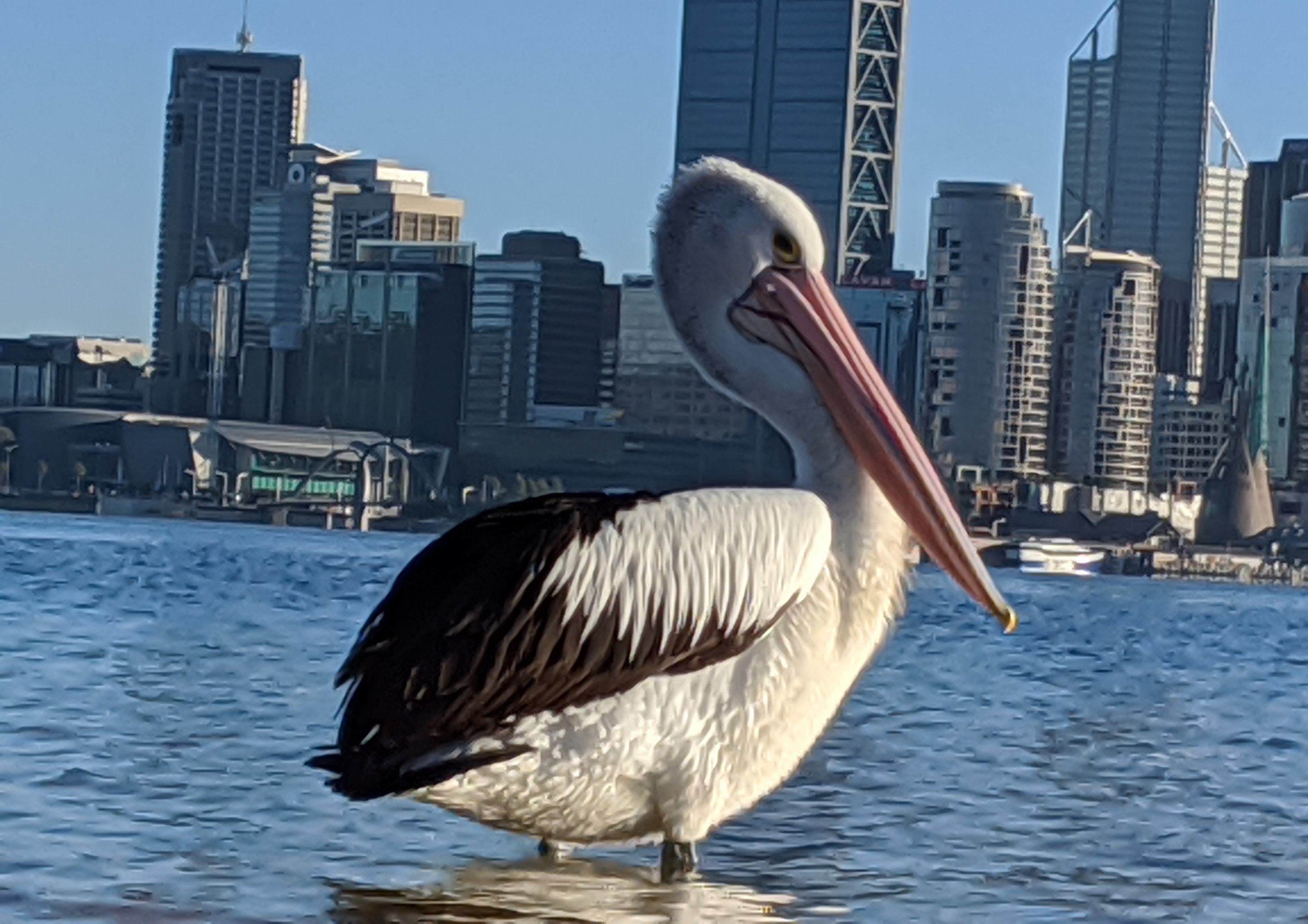 Sketchbook Project – The Pelican – sandra burns art
